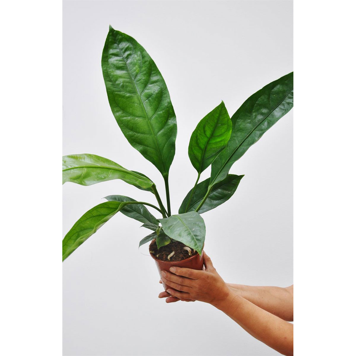 Flamingoblume Jungle Bush | K000055522