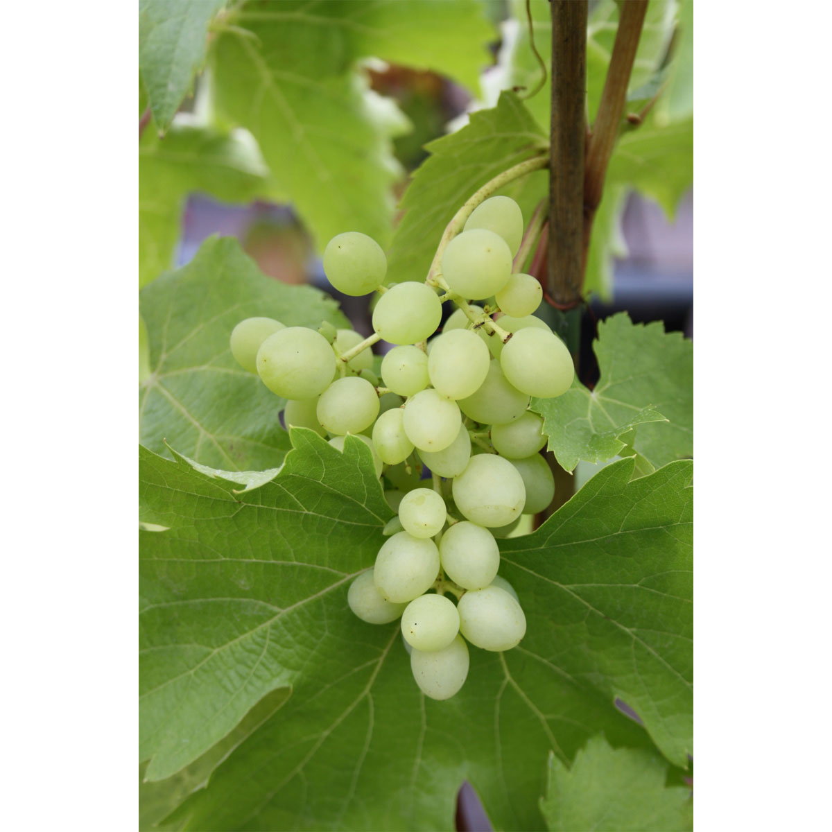 Weinrebe Suzi gelb online kaufen