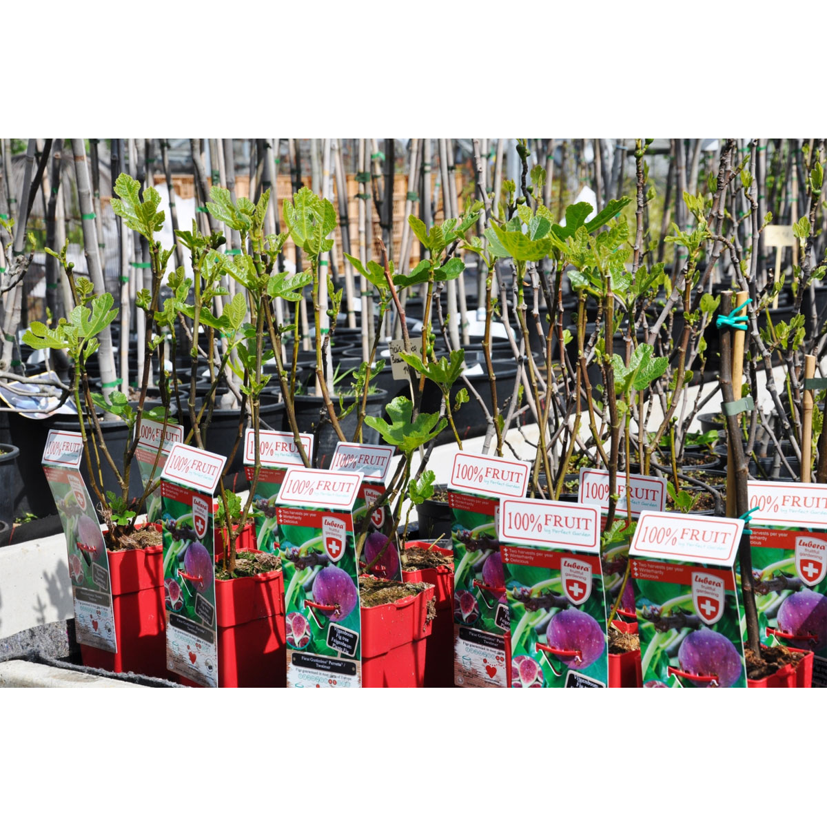 Feigenbaum Gustissimo Perretta | K000055551