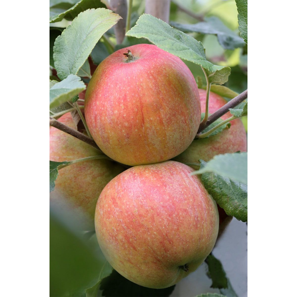 Plantiflor BIO-Apfel 'Roter Boskoop' online kaufen